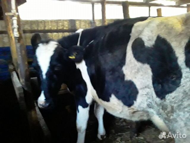 Стельная корова