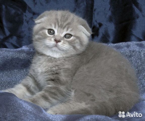 Голубые рисунчатые Зевс и Зайка