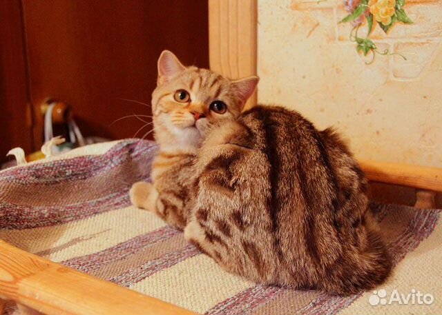 Жаклин - шоколадная мраморная кошечка