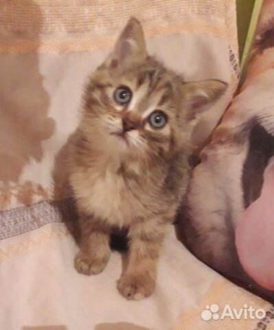 Котенок Ася