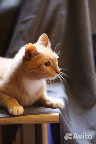 Ласковый котик, 3-4 года, кастрирован
