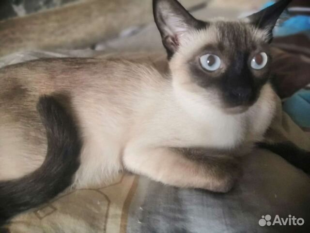 Кошка для вязки