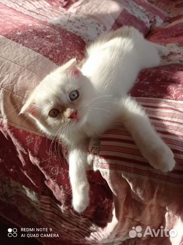 Белый котик