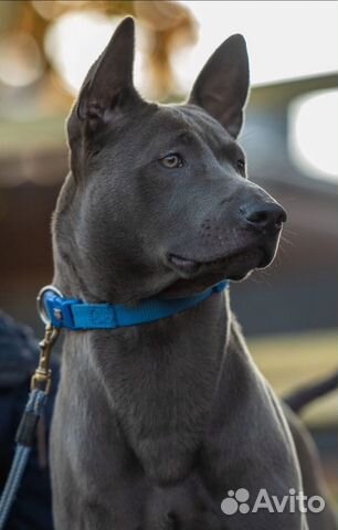 Тайский Риджбек