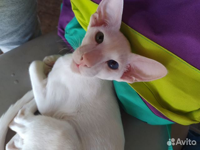 Вязка ориентального кота