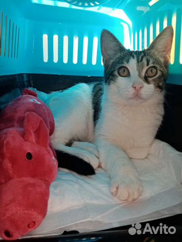 Котёнок Тиша в поисках семьи