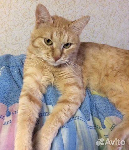 Шикарный кот в поиске дома