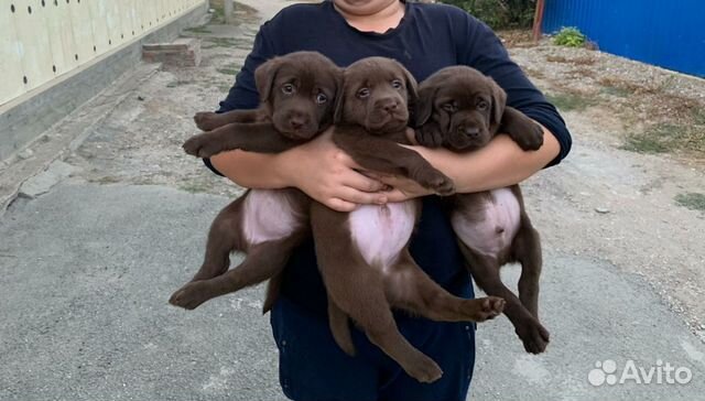 Малыши шоколадки