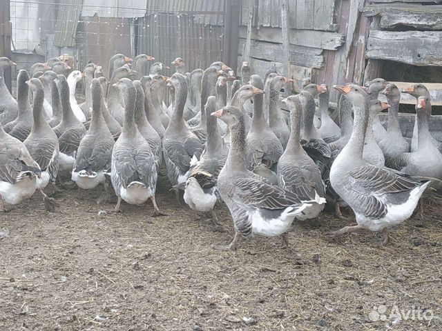 Гуси Индоутки Петушки