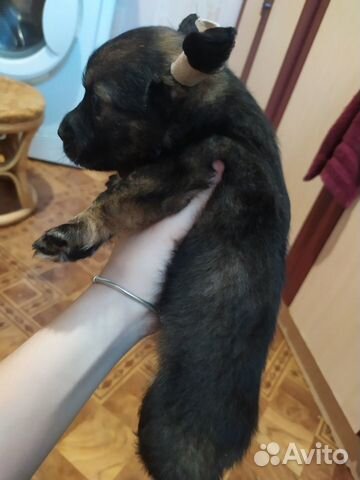 Йоршкий терьер