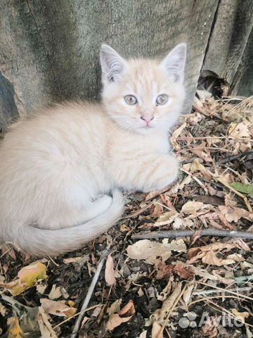 Отдам котят полубританцы