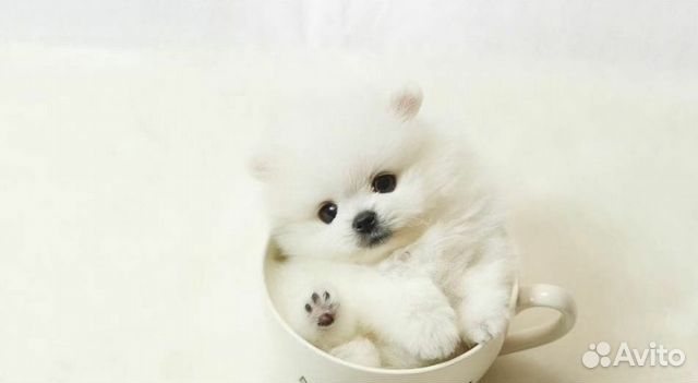 Микро и Мини Померанцы*Доставка и Самовывоз