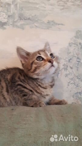 Трогательные котята