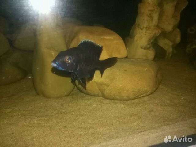 Цихлиды Аулонакара Ньяса