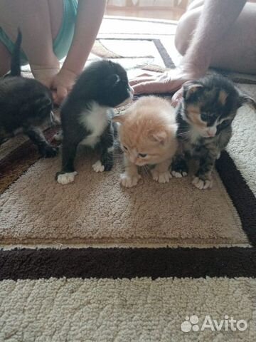 Котята сибирская