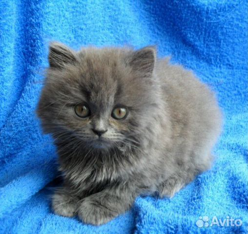Породистые котята в дар