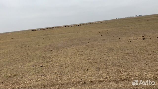 Ягнята обмен на приору