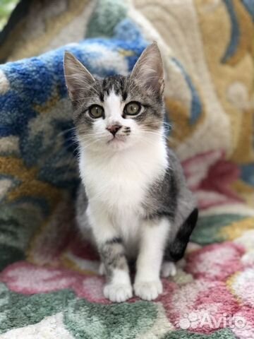 Котята-мальчики 3,5 мес в добрые руки