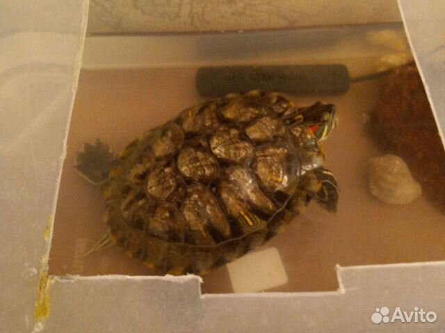 Краснаухая черепаха