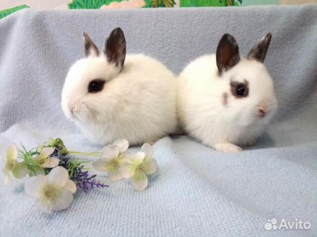Карликовые крольчата красивые