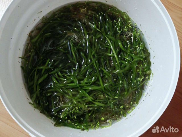 Валлиснерия Спиральная, прополка