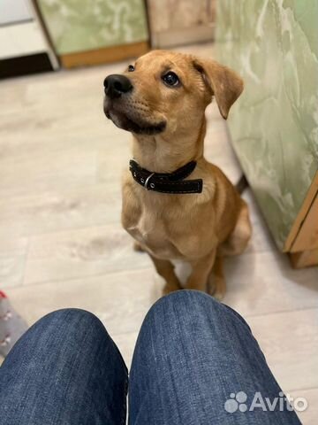 Жизнерадостный щенок в добрые руки