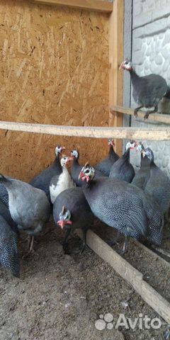 Цесарки, куры