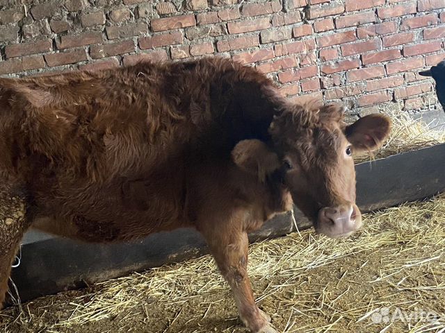 Продаётся 2 телки и бык