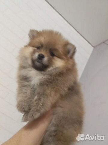 Щенки померанского шицаМишки в Уфе