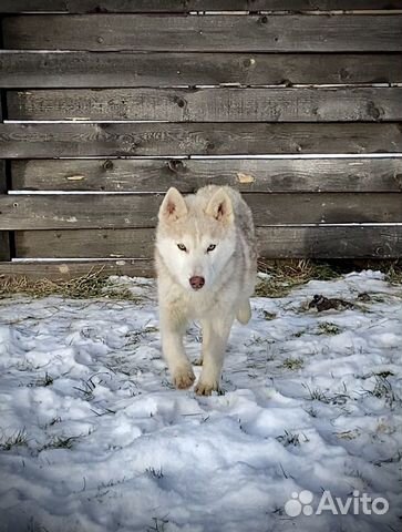 Щенки сибирской хаски