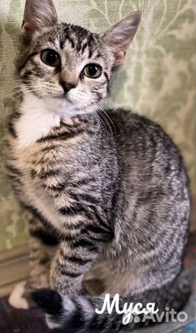 Серо-полосатый котенок девочка в очень заботливые