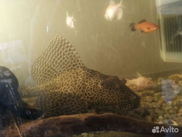 Аквариумный сом