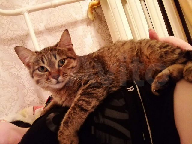 Найден котенок