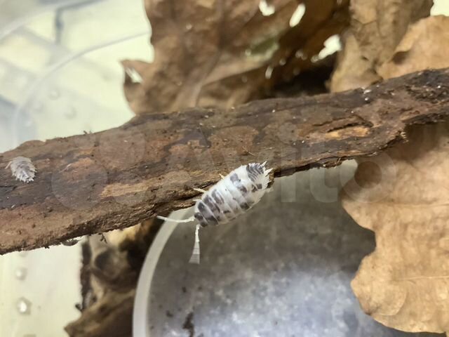 Мокрицы Porcellio Laevis "Dairy Cow"