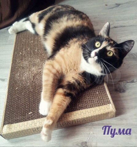 Пума, ласковая и игривая кошечка. Приют