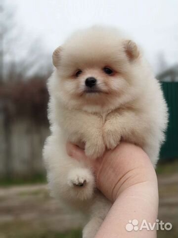 Померанский шпиц мальчик