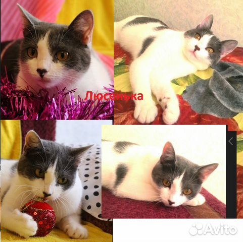 Дважды вернули из-за аллерги чудесную ласкушу