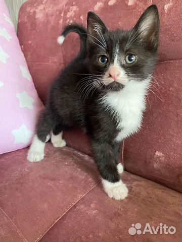 Котик Арбузик