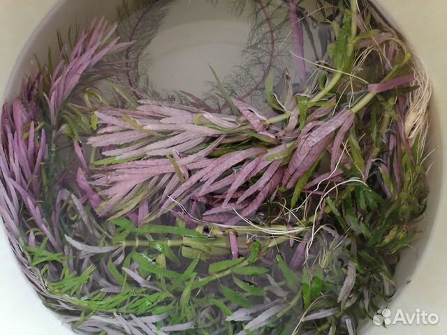 Лимнофила ароматика