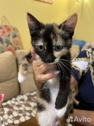 Котенок Кения 3 месяца