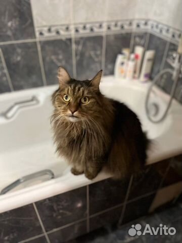 Красивые котики,хозяйка умерла,хотят усыпить