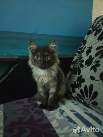 Котенок в добрые руки