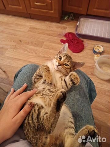 Котенок котята серый