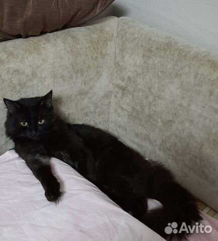 Кот