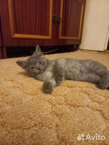 Продаются шотландские котята