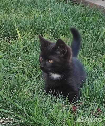 Котёнок мальчик в добрые руки