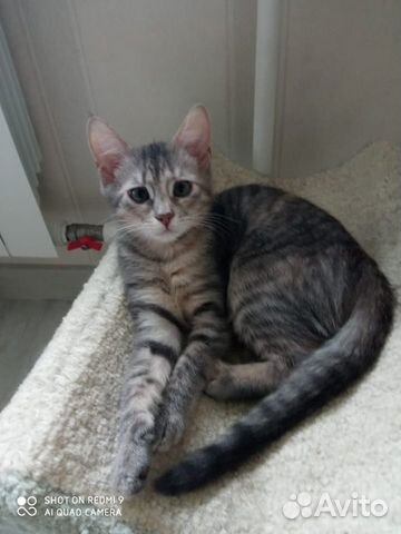 Котенок 4,5 месяца девочка Герда