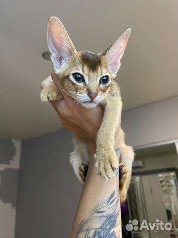 Абики котята с документами