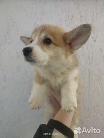 Вельш-корги пемброк в добрый руки