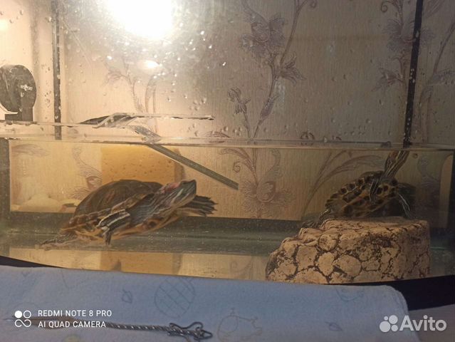 Красноухая черепаха